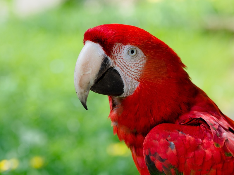 The Complete List of Birds of Honduras - Flora Fauna Fun