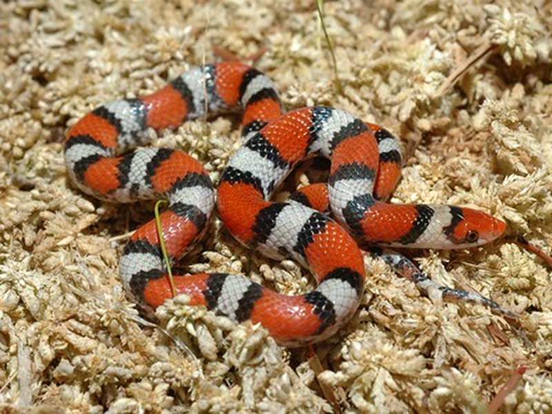 List of Orange Snakes - Flora Fauna Fun