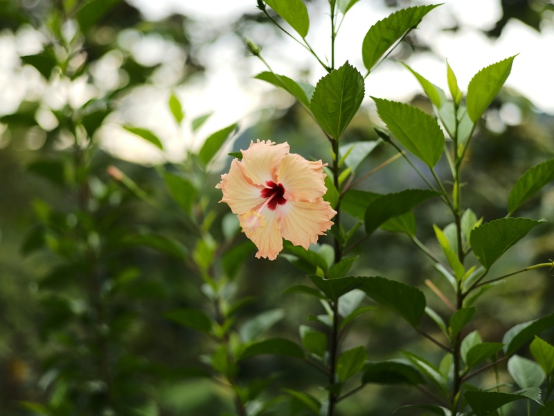 Flowers of Haiti: The Complete List - Flora Fauna Fun