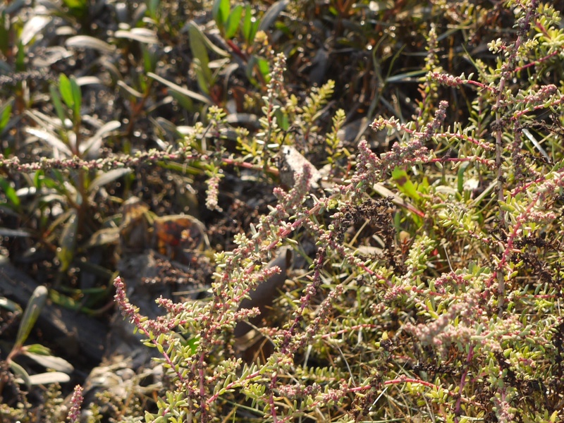 List of United Arab Emirates Native Plants - Flora Fauna Fun