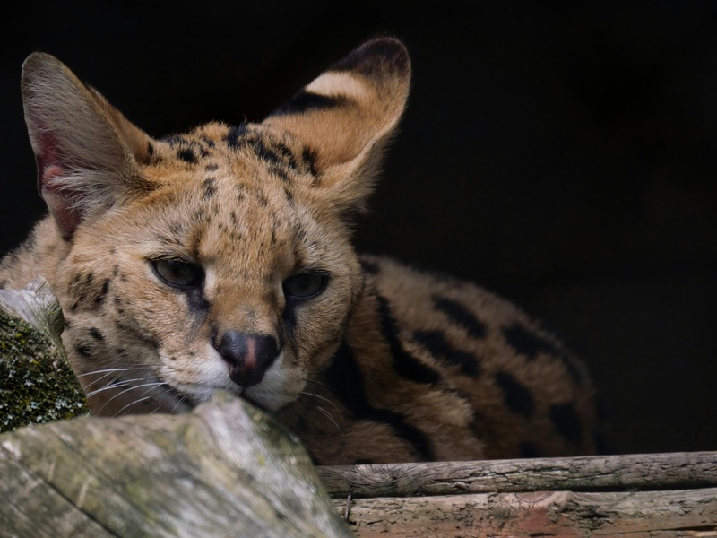 The Complete List of Savanna Predators - Flora Fauna Fun