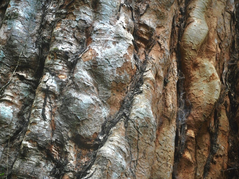 Trees of Peru - Flora Fauna Fun