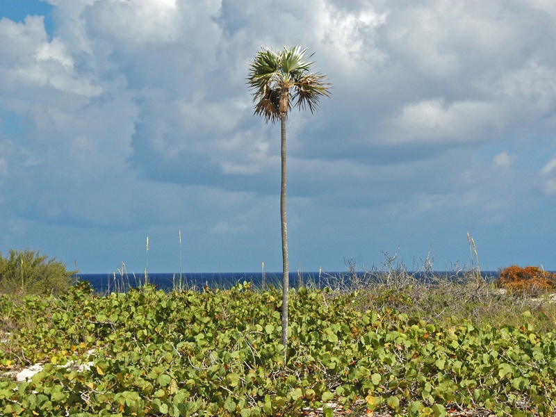 Trees of Saint Lucia: The Complete List - Flora Fauna Fun