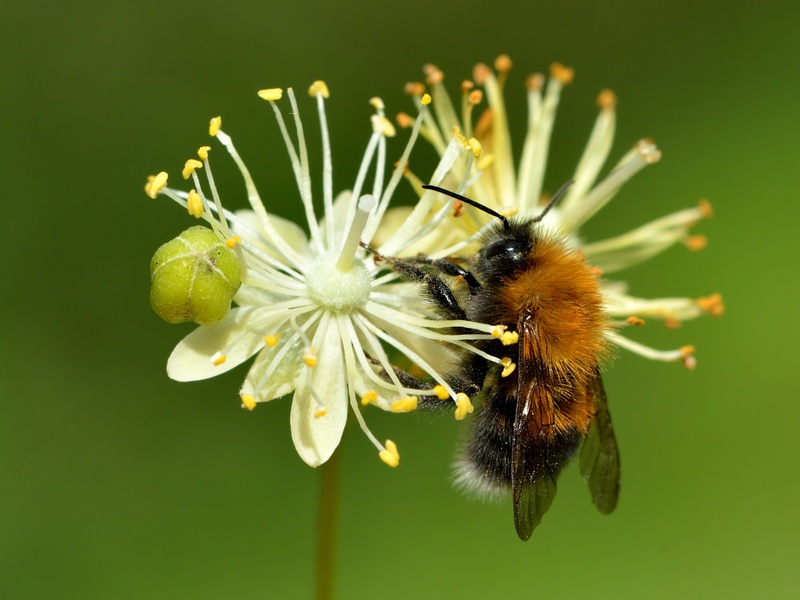 Austria's Native Plants: The Complete List - Flora Fauna Fun