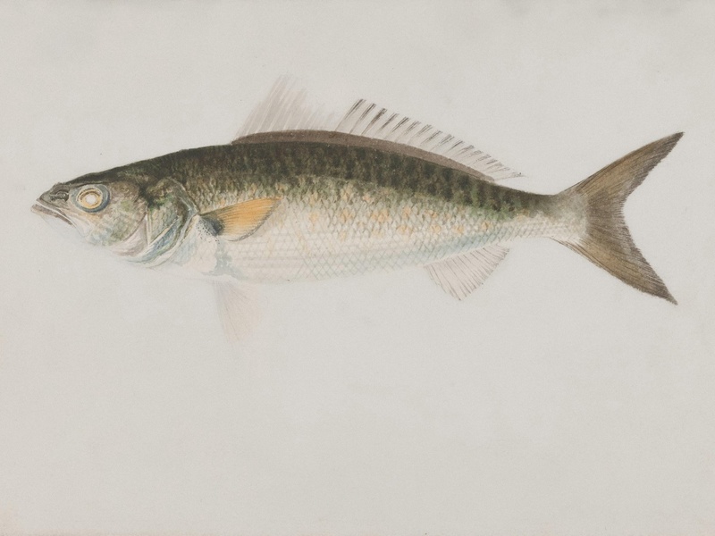 Invasive Species in Washington: The Complete List - Flora Fauna Fun