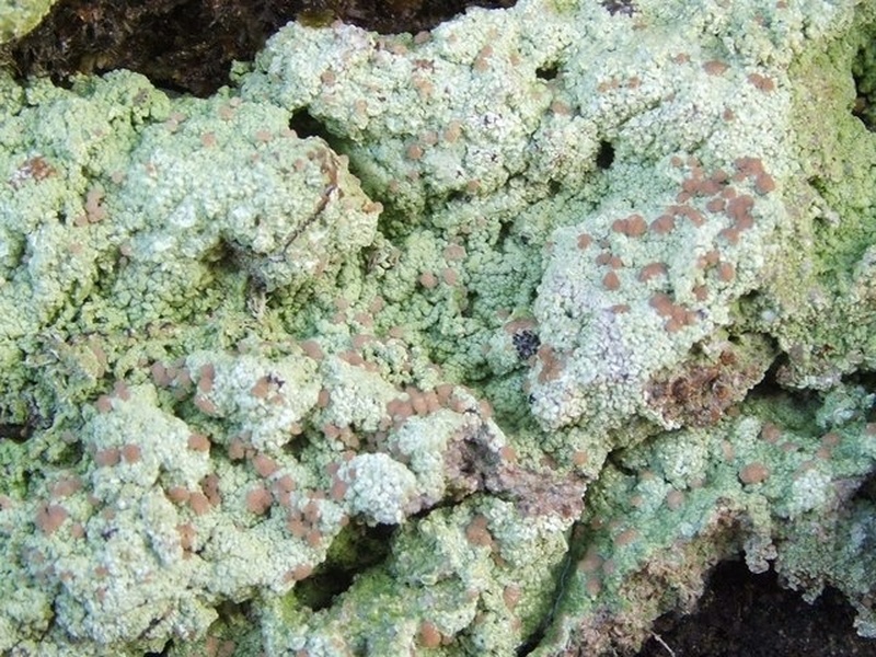 List of Desert Fungi - Flora Fauna Fun
