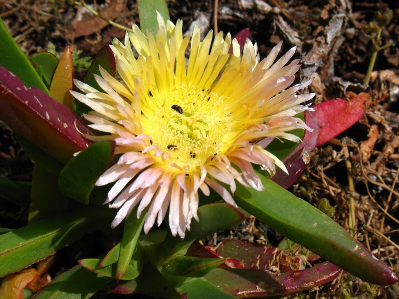 Flowers Of Namibia: The Complete List - Flora Fauna Fun