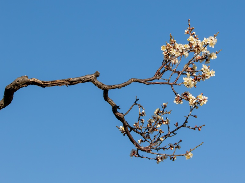 The Complete List of Fruits of Namibia - Flora Fauna Fun