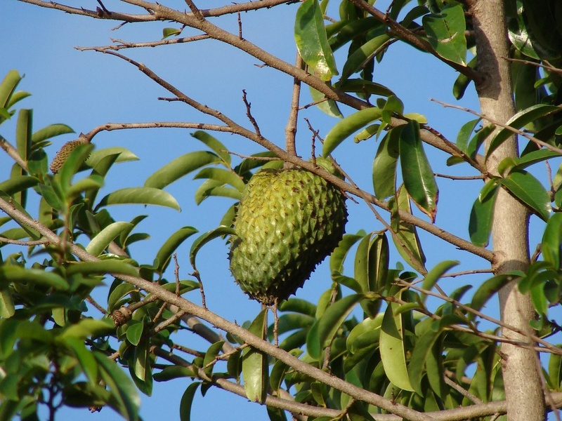 The Complete List of Fruits of Samoa - Flora Fauna Fun