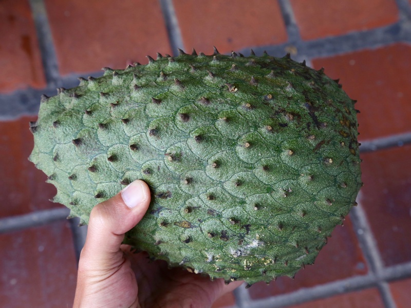Fruits of Mauritius: The Complete List - Flora Fauna Fun