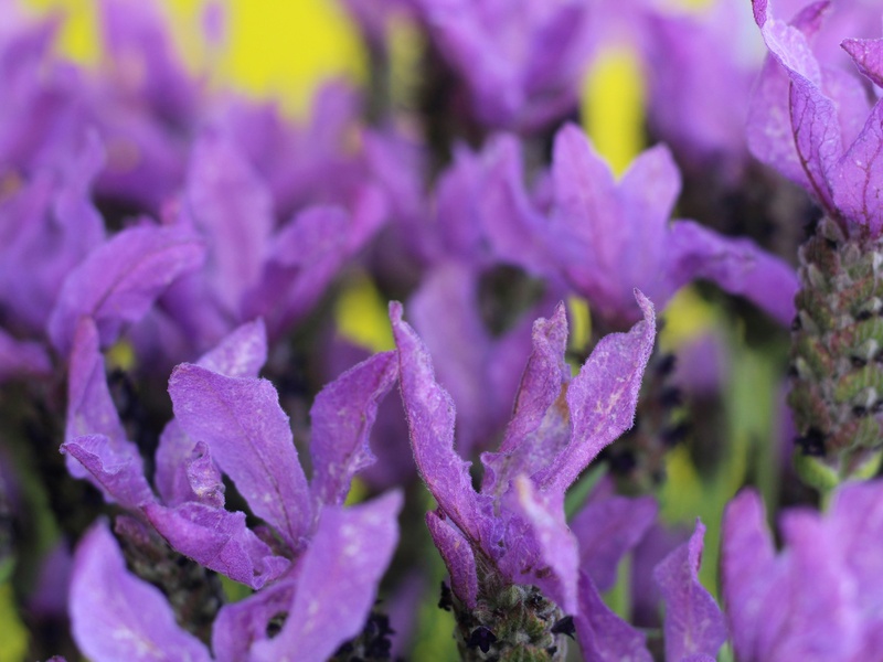Spain's Native Plants - Flora Fauna Fun