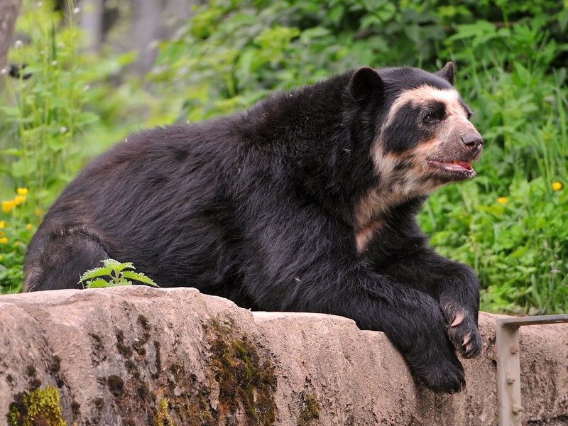 The Complete List of Rare Animals in South America - Flora Fauna Fun