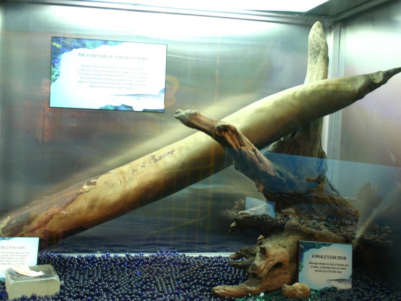 Mammals of Malta: The Complete List - Flora Fauna Fun
