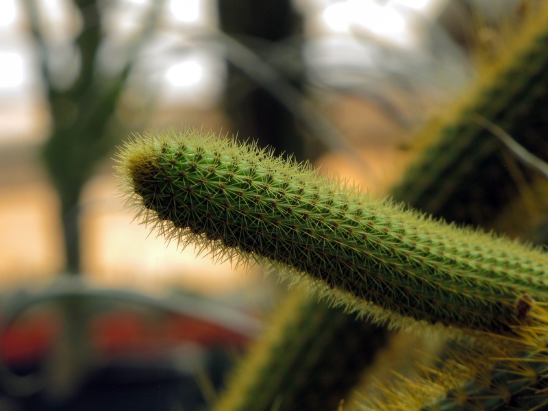 List of United Arab Emirates Native Plants - Flora Fauna Fun