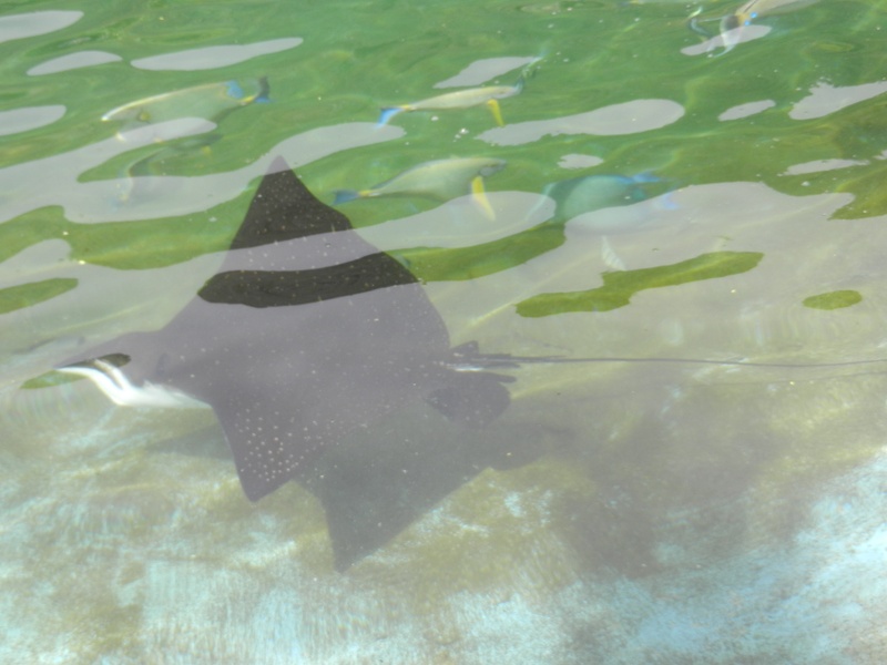 List of Marshall Islands Native Animals - Flora Fauna Fun