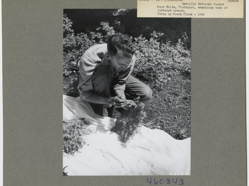 List of Tree Bugs - Flora Fauna Fun