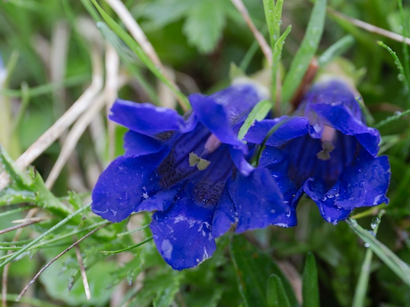 Austria's Native Plants: The Complete List - Flora Fauna Fun