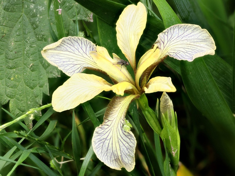 Spain's Native Plants - Flora Fauna Fun