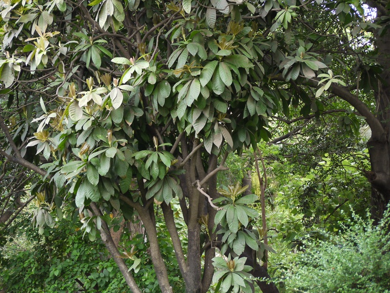 Trees Of Kenya: The Complete List - Flora Fauna Fun