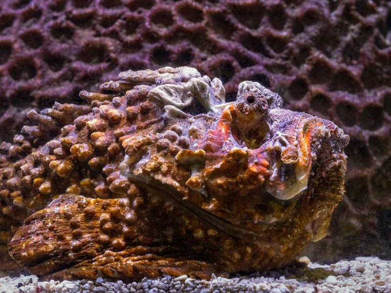 List of Fish of Indonesia - Flora Fauna Fun
