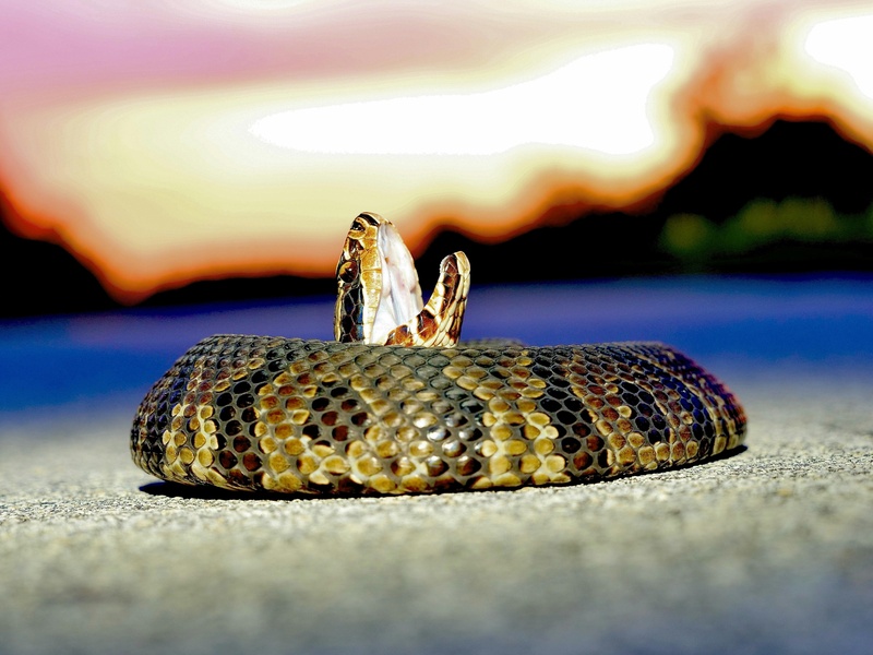 List of Purple Snakes - Flora Fauna Fun