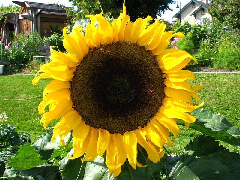 List of Plants Of Pakistan - Flora Fauna Fun