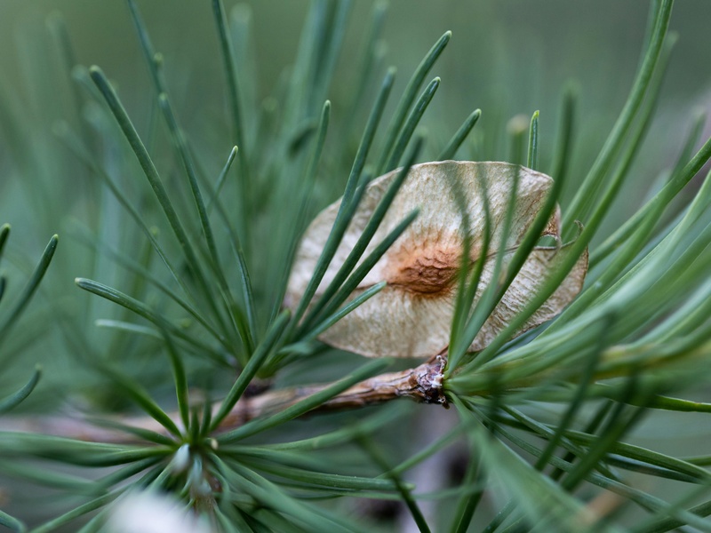 Austria's Native Plants: The Complete List - Flora Fauna Fun
