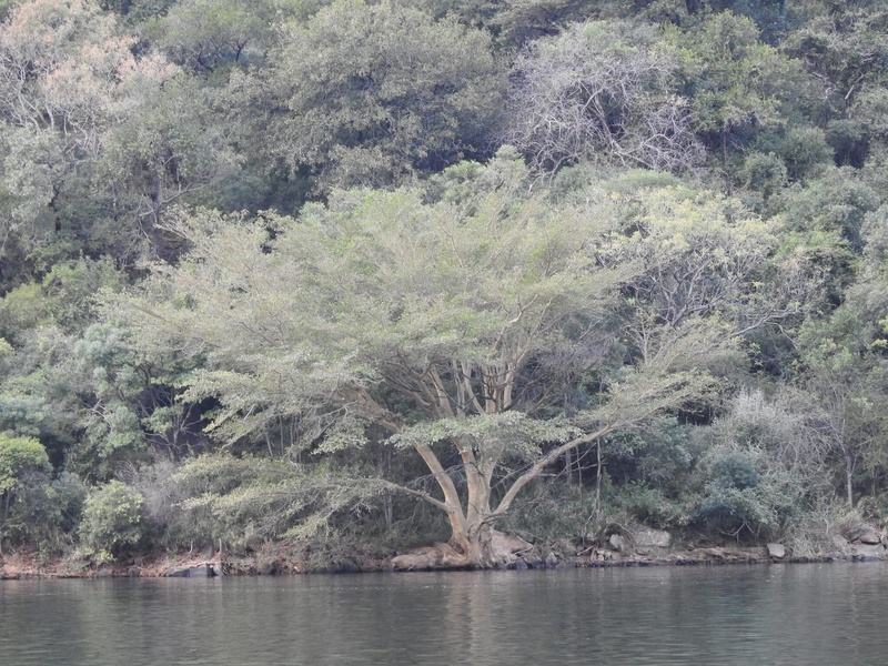 Trees Of Kenya: The Complete List - Flora Fauna Fun