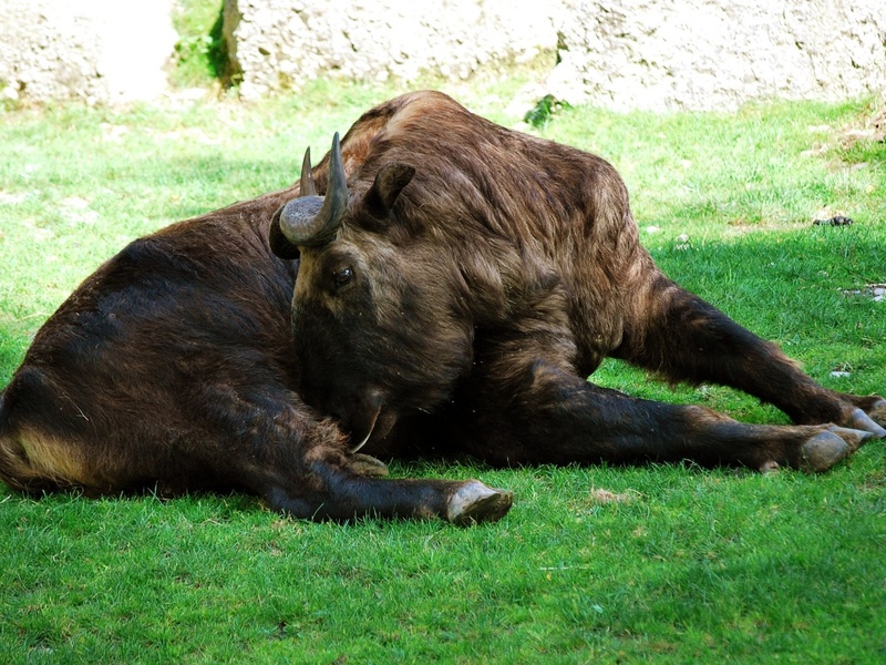 Rare Animals in China: The Complete List - Flora Fauna Fun