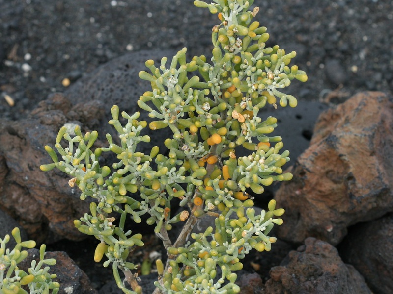 List of United Arab Emirates Native Plants - Flora Fauna Fun