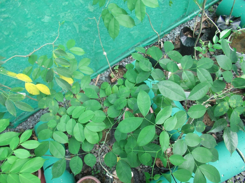 List of Philippine Native Plants - Flora Fauna Fun