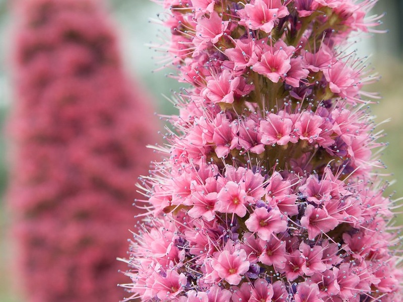 Spain's Native Plants - Flora Fauna Fun