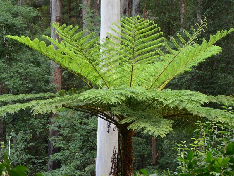 Native Plants of Laos: The Complete List - Flora Fauna Fun