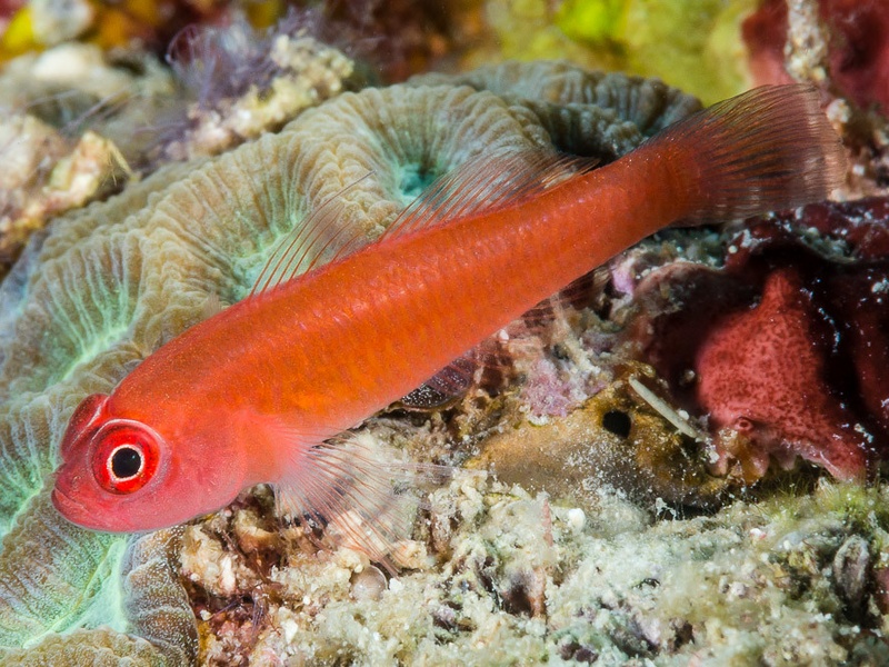 The Complete List of Smallest Fish - Flora Fauna Fun