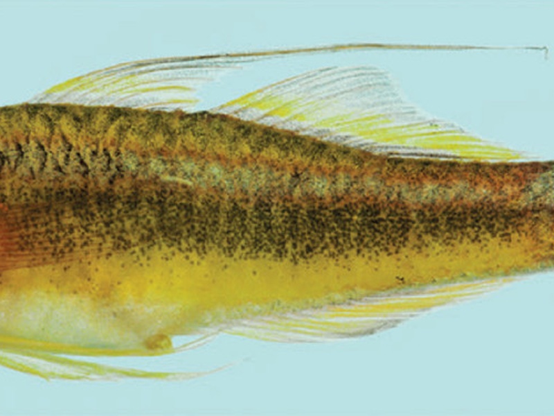 The Complete List of Smallest Fish - Flora Fauna Fun