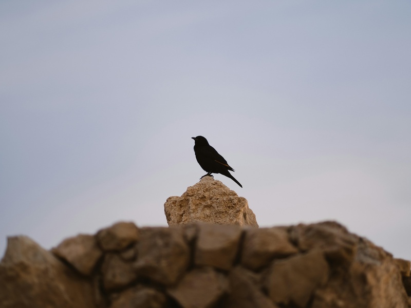 Animals of Israel - Flora Fauna Fun