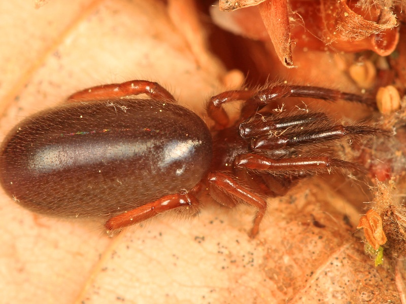 List of Dangerous Animals in the United Kingdom - Flora Fauna Fun