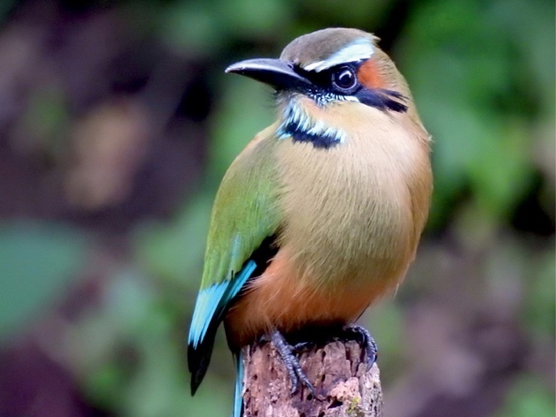 The Complete List of Birds of Honduras - Flora Fauna Fun