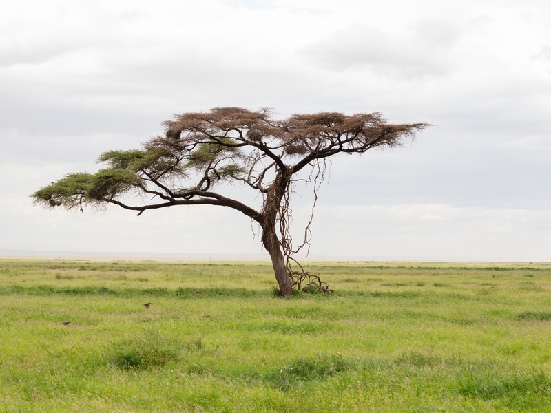 Trees of Namibia: The Complete List - Flora Fauna Fun