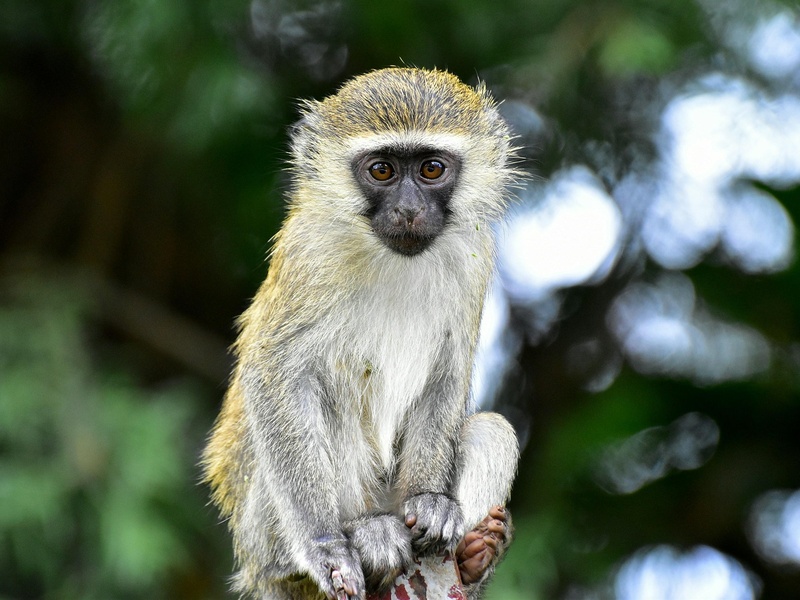 The Complete List of Mammals of Burundi - Flora Fauna Fun