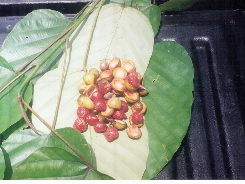 Trees of Peru - Flora Fauna Fun