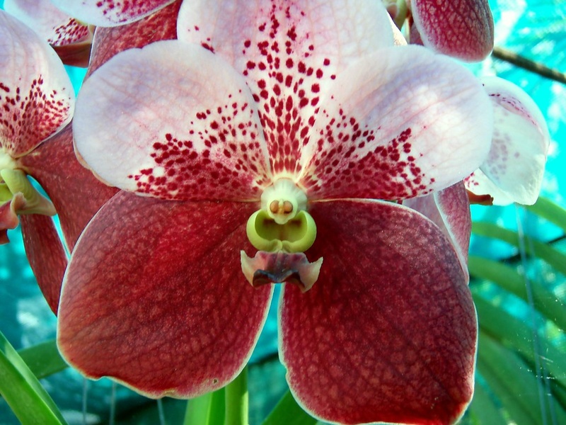 List of Philippine Native Plants - Flora Fauna Fun