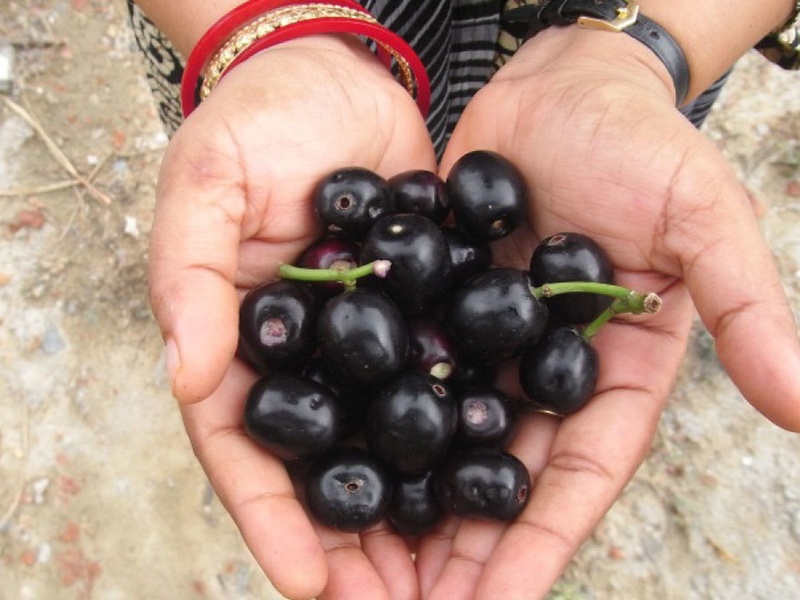 The Complete List of Fruits of Namibia - Flora Fauna Fun
