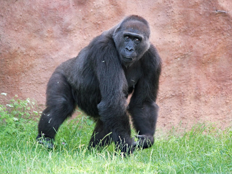 Animals of the Republic of the Congo - Flora Fauna Fun