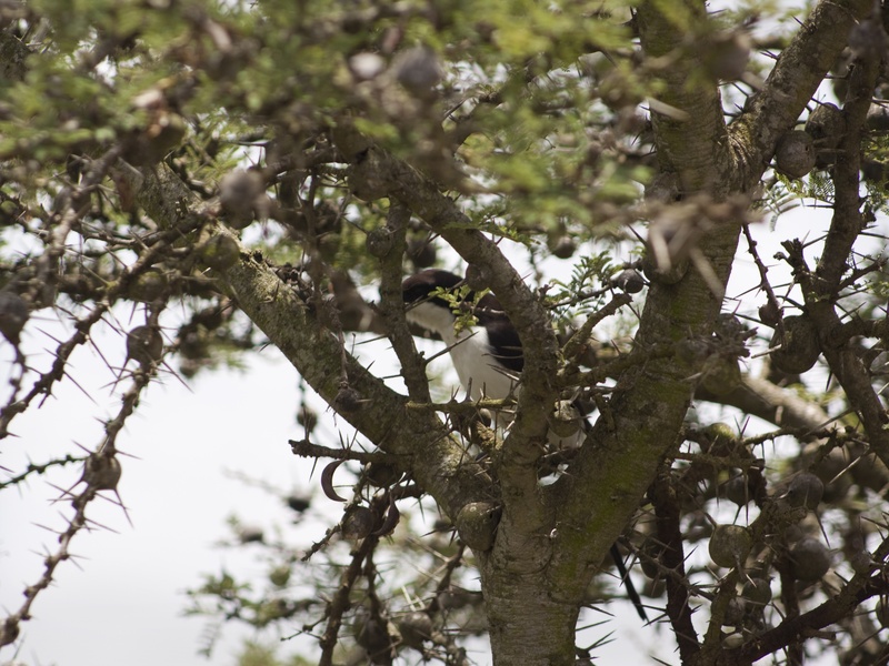 Trees Of Kenya: The Complete List - Flora Fauna Fun