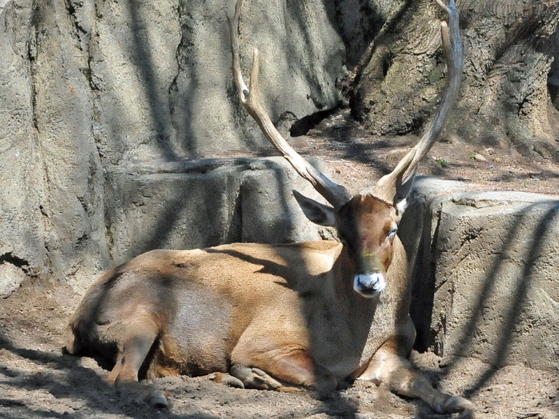 Rare Animals in China: The Complete List - Flora Fauna Fun