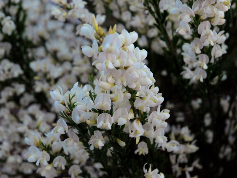 List of Flowers of Egypt - Flora Fauna Fun