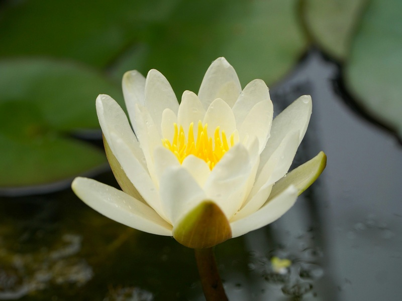 Austria's Native Plants: The Complete List - Flora Fauna Fun
