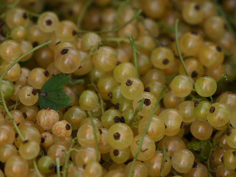 The Complete List of Fruits of Ireland - Flora Fauna Fun
