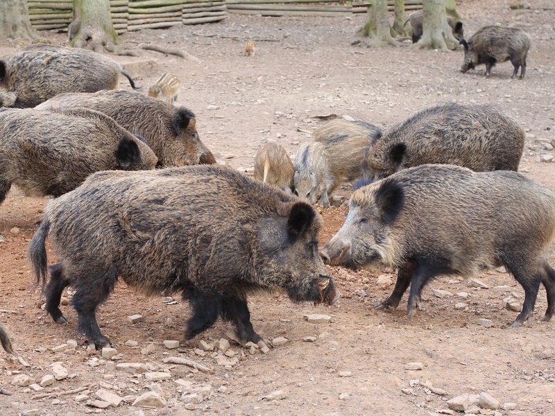 Animals of Lithuania - Flora Fauna Fun